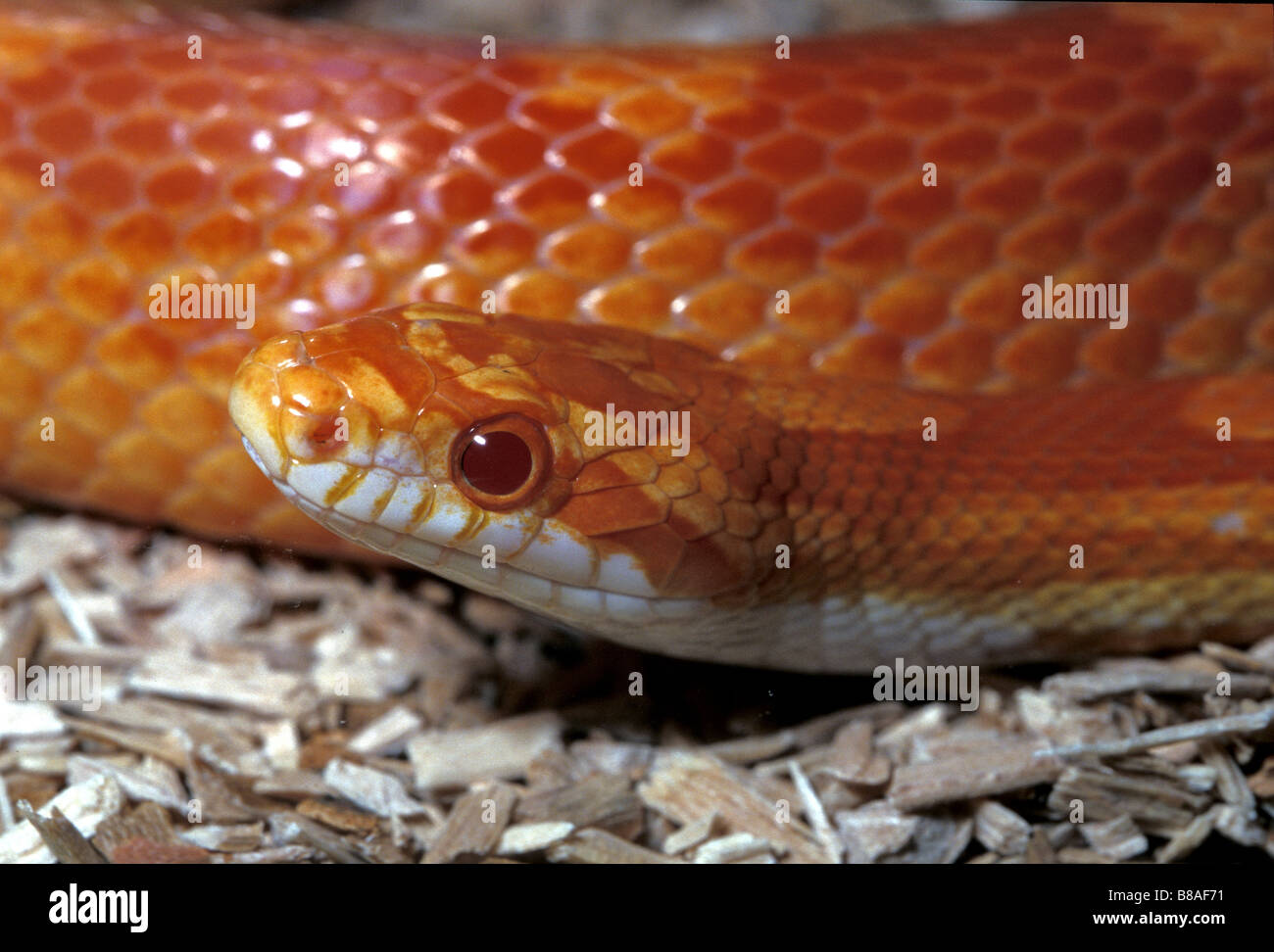Motley Pastel Corn Snake