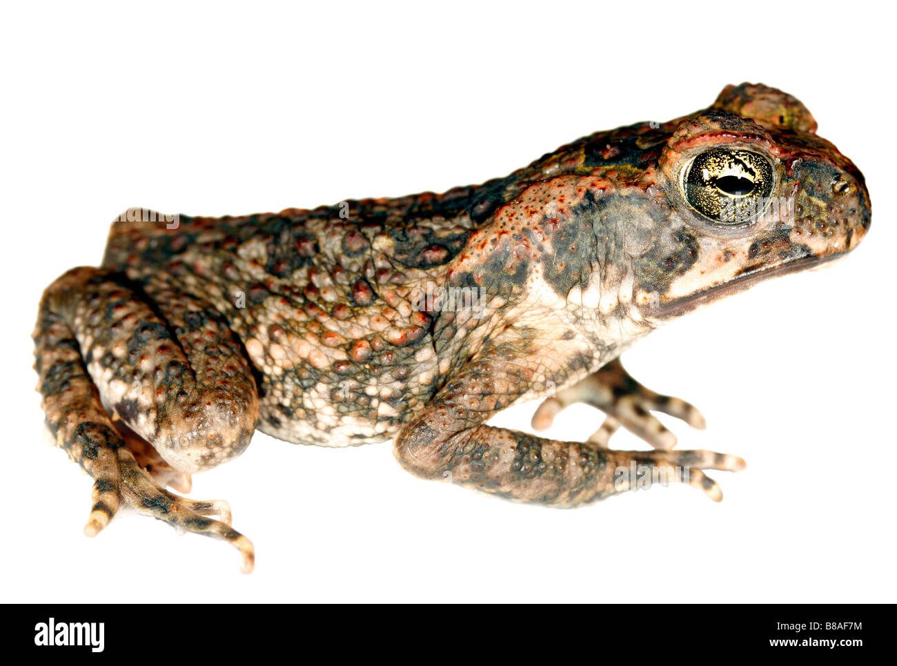 Cane Toad (Bufo marinus Stock Photo - Alamy