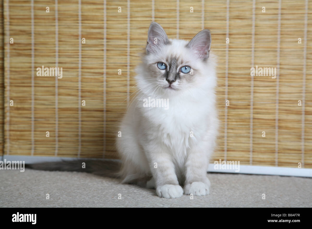 Birman paws hi-res stock photography and images - Alamy