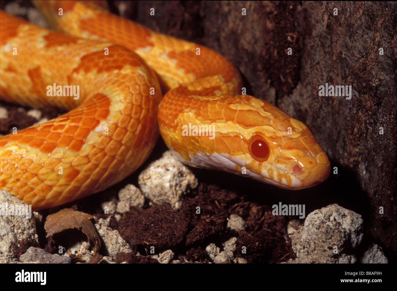 Corn Snake Elaphe guttata "cream", Colubridae, Usa Stock Photo - Alamy