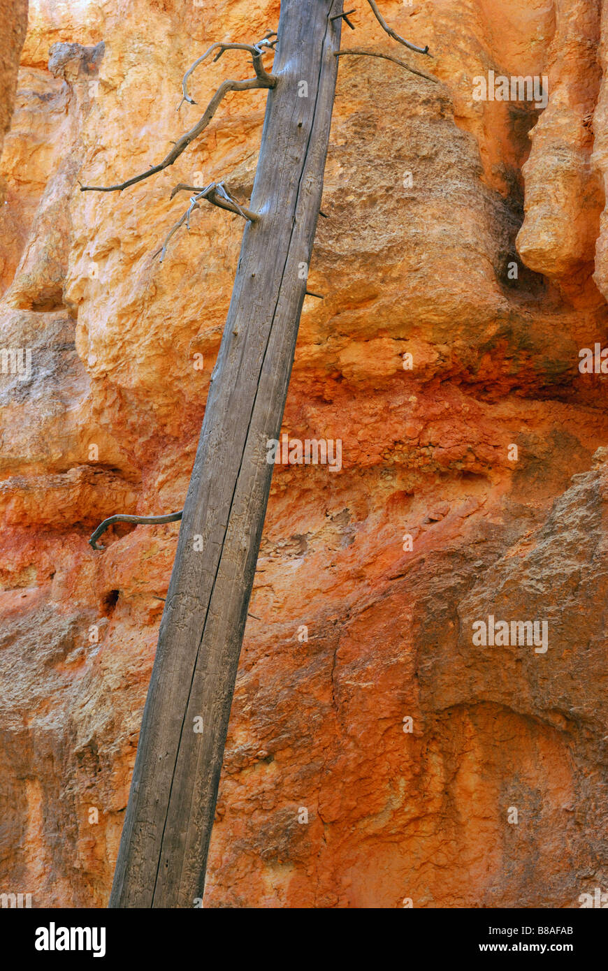 Textural abstract of dead pine tree trunk and sandstone cliff face in ...