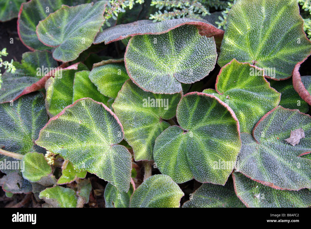 BEGONIA SOLI MUTATA Stock Photo - Alamy