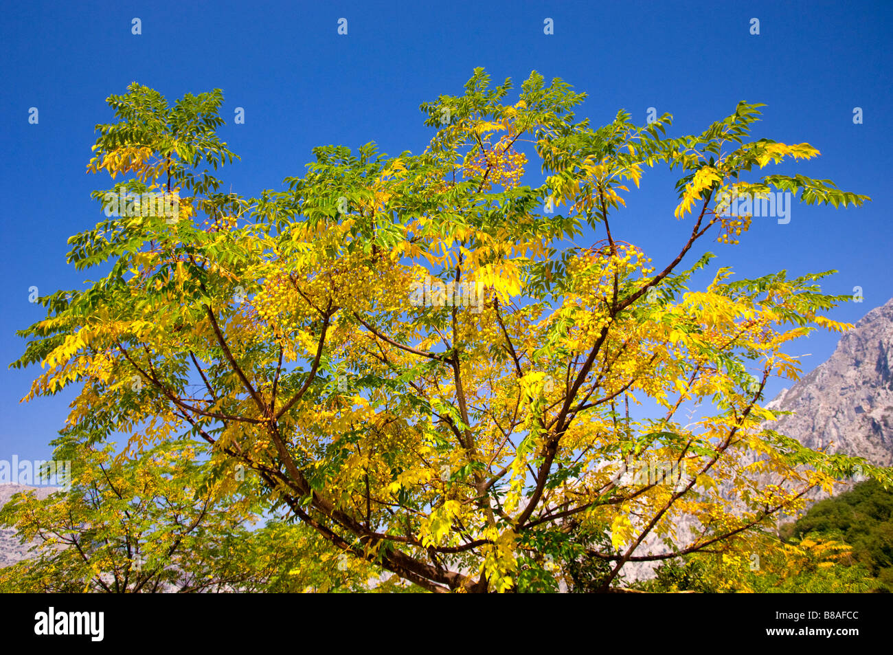Mountain ash in fall hi-res stock photography and images - Alamy