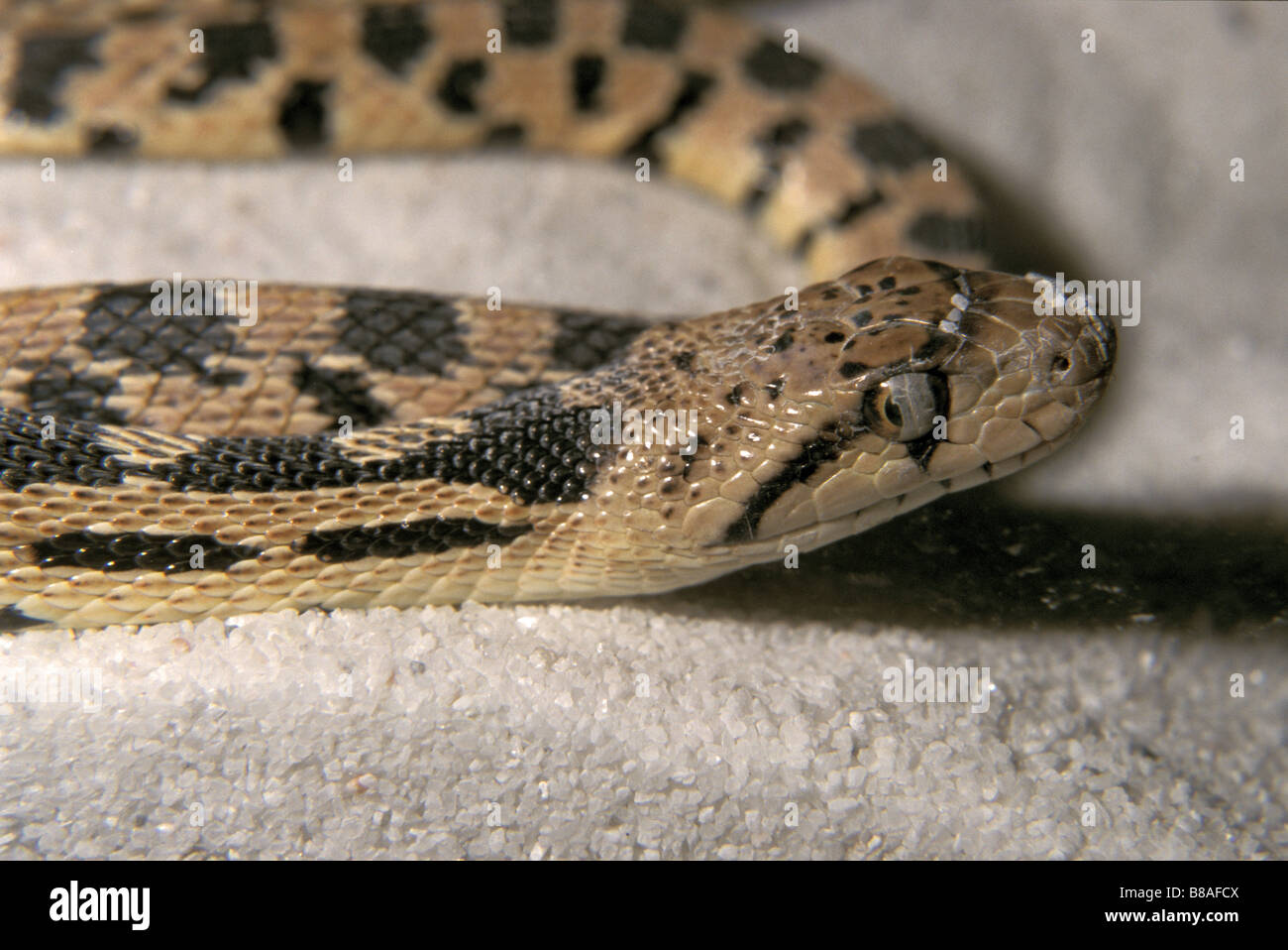 California gopher snake Pituophis melanoleucus, Colubridae, Usa Stock ...