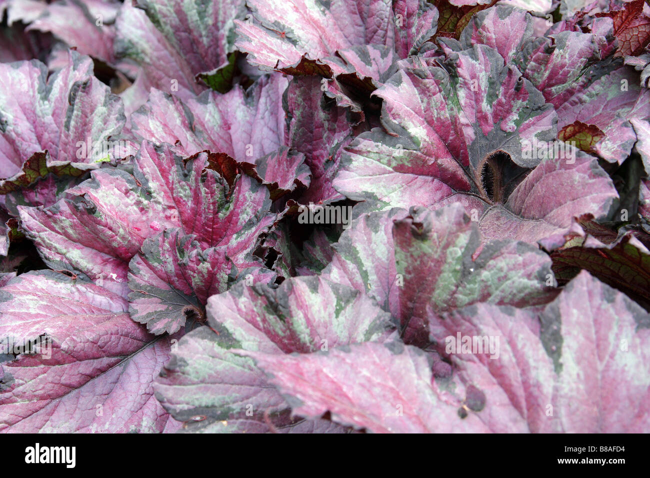 BEGONIA RASPBERRY SWIRL Stock Photo - Alamy