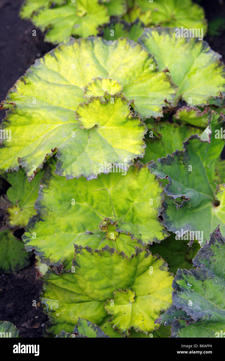 BEGONIA RIVER NILE Stock Photo - Alamy