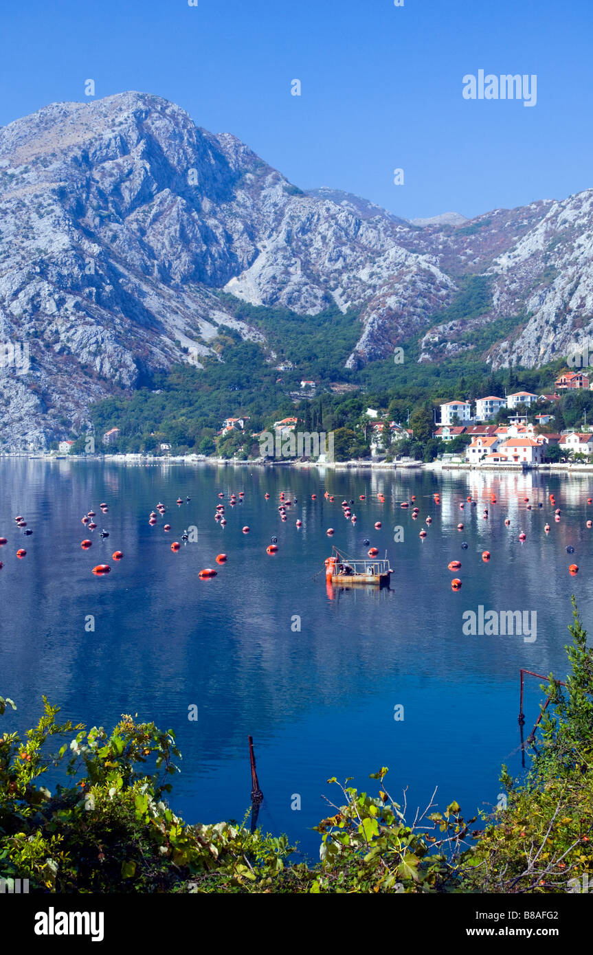 Aqua culture near the village of Arahovac Montenegro on Lake Kotor ...