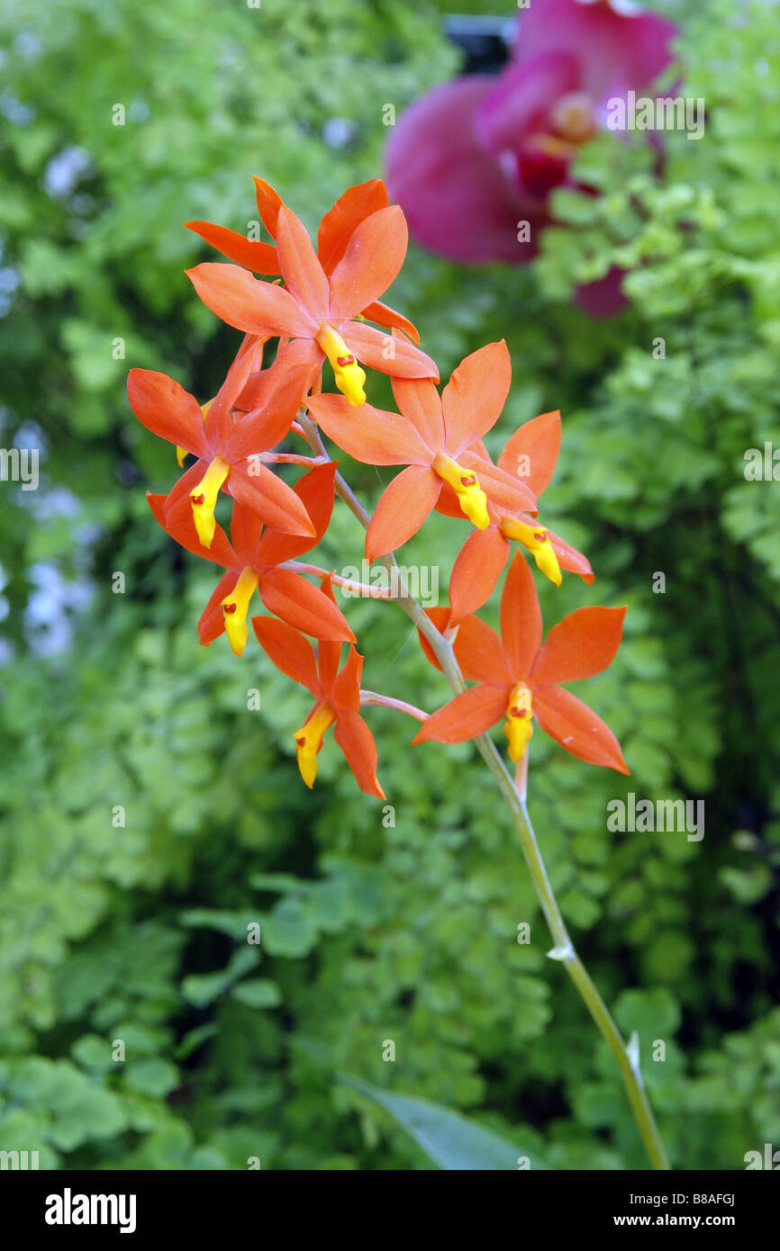 Orchid greenhouse protected indoor conservatory prosthechea vitelina hi ...