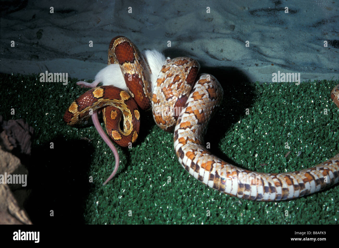 Wild Corn Snake