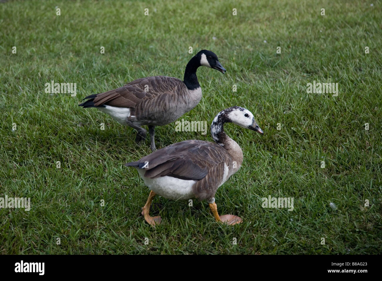 Photo of two geese. One appears to be a mix of a duck and a Canadian ...