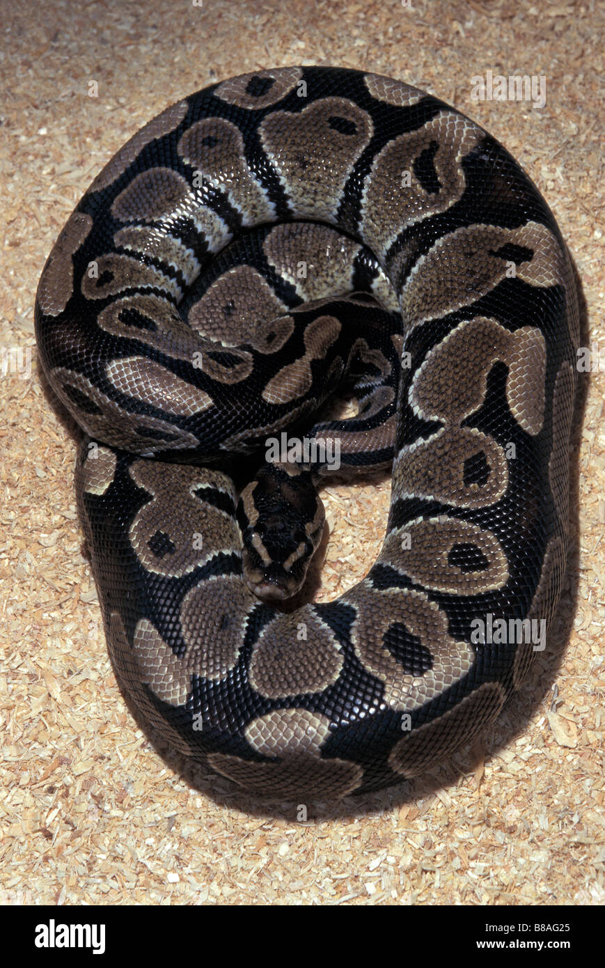 Royal python o Ball Python Python regius, Africa, Boidae Stock Photo ...