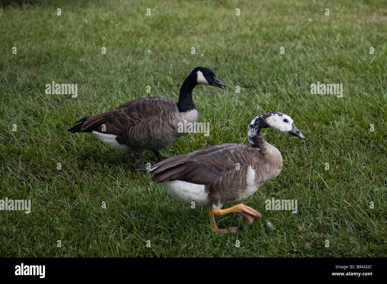 Photo of two geese. One appears to be a mix of a duck and a Canadian ...