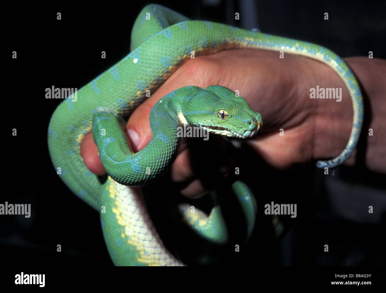 Green Tree Python Morelia viridis, Australia Stock Photo - Alamy