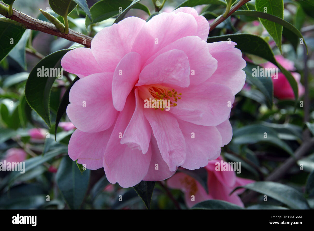 CAMELLIA RETICULATA BRIAN AT RHS WISLEY GARDEN UK Stock Photo - Alamy