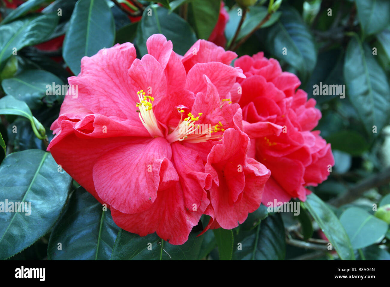 CAMELLIA HAROLD L PAIGE Stock Photo - Alamy