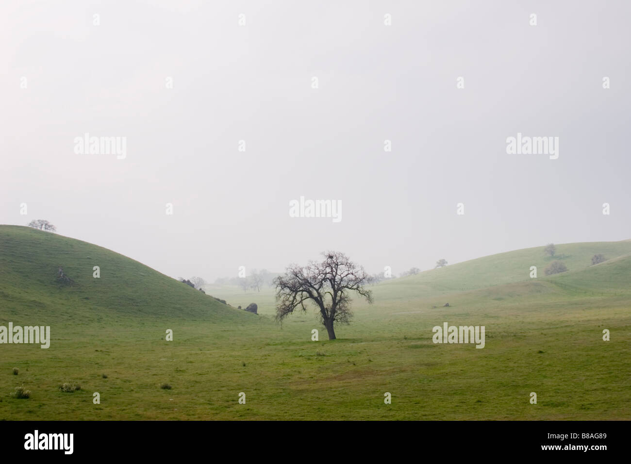Lone oak tree (Quercus sp.) in field Kern County California USA Stock ...