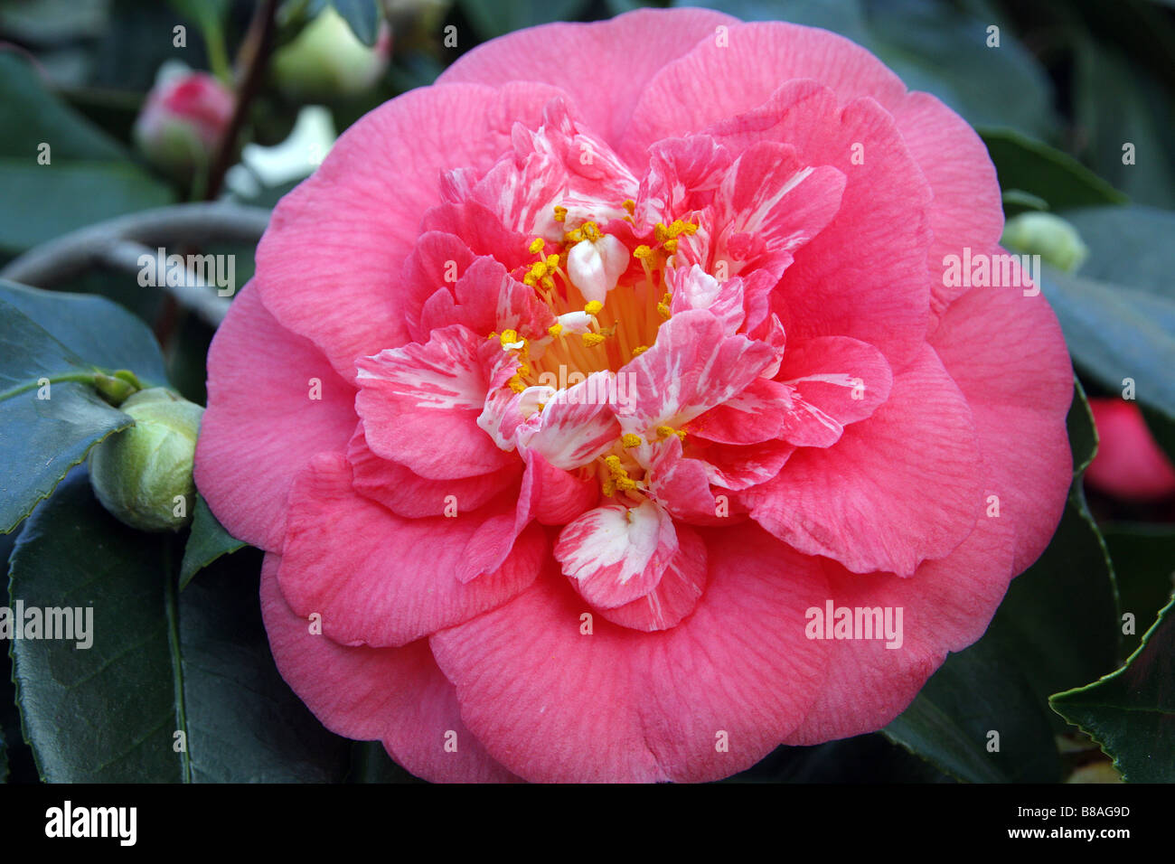 CAMELLIA FLOWER GIRL Stock Photo - Alamy