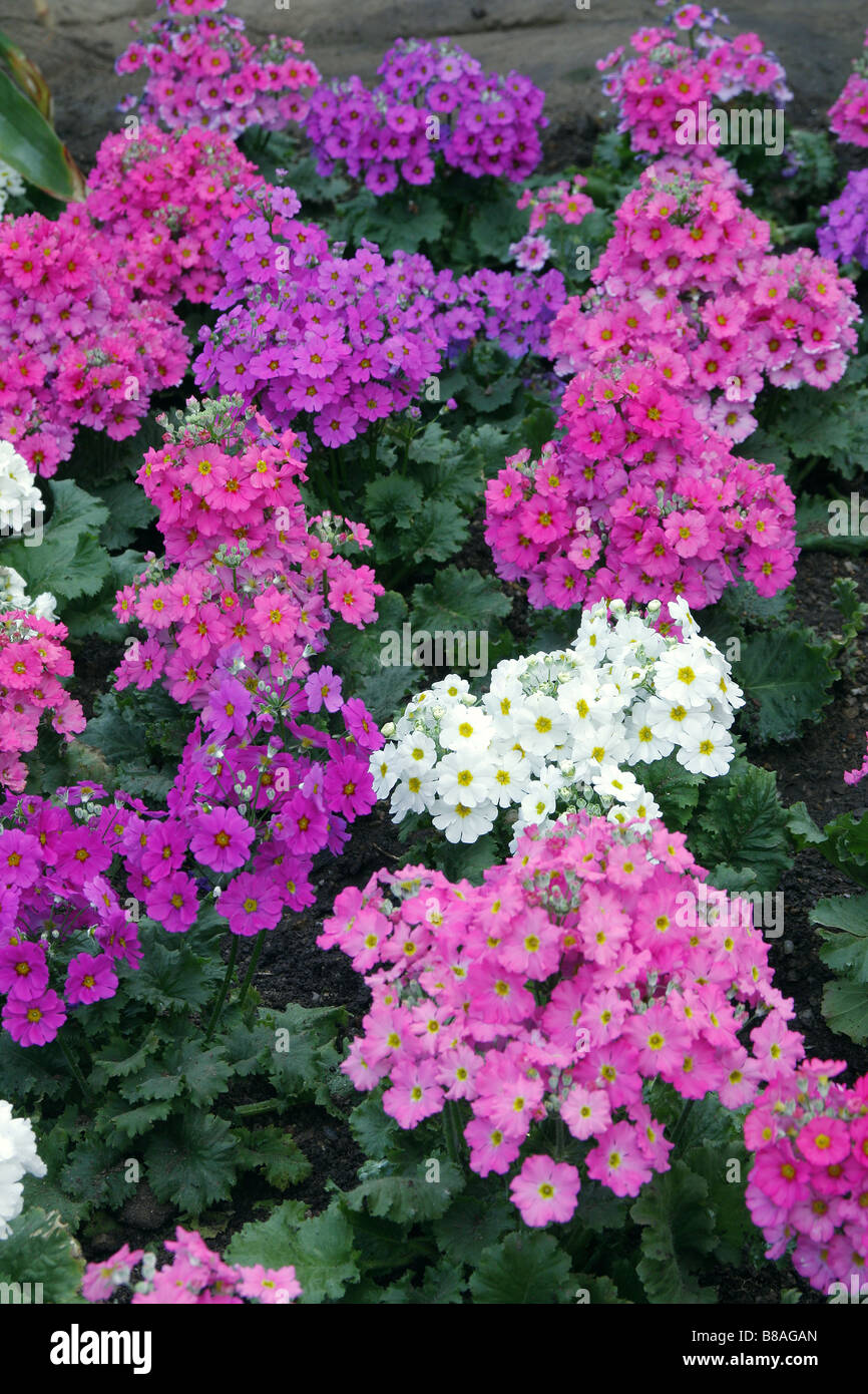 PRIMULA MALACHOIDES MIXED Stock Photo - Alamy
