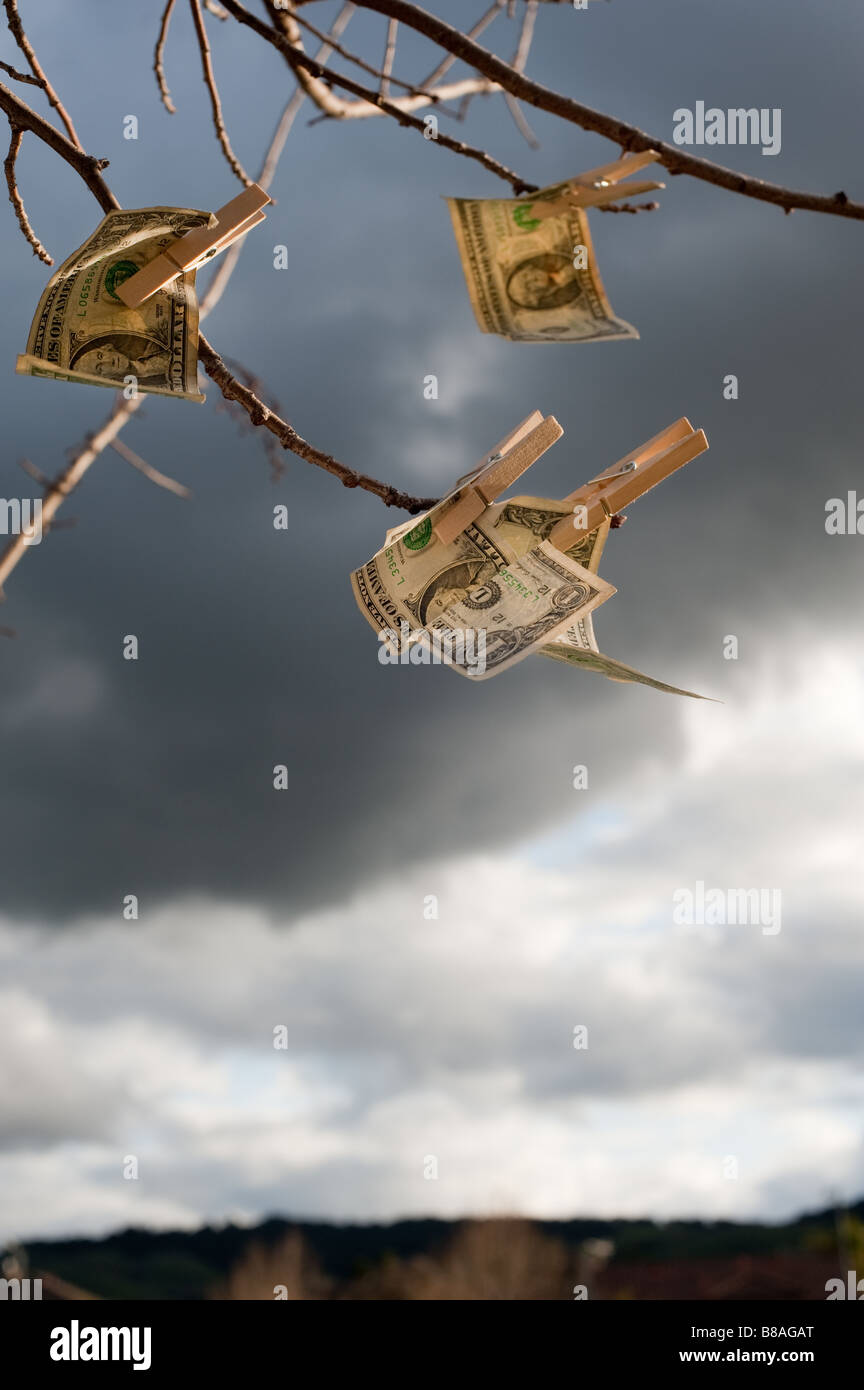 Empty money tree hi-res stock photography and images - Alamy