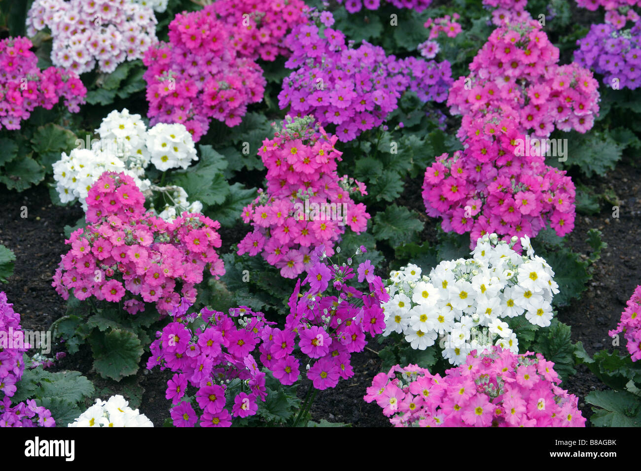 PRIMULA MALACHOIDES MIXED Stock Photo - Alamy