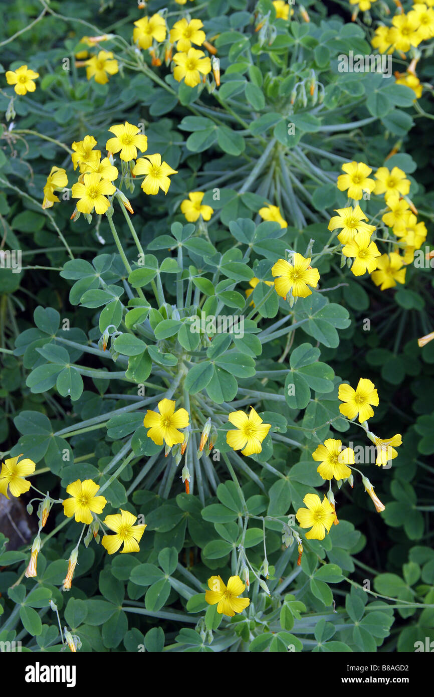 Yellow oxalis hi-res stock photography and images - Alamy