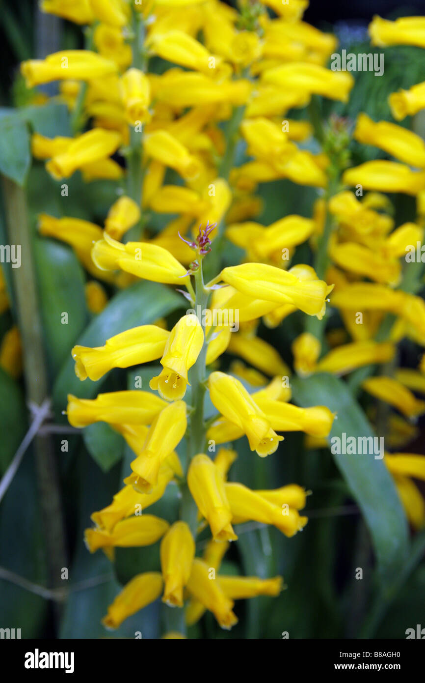 Lachenalia ronina yellow hi-res stock photography and images - Alamy