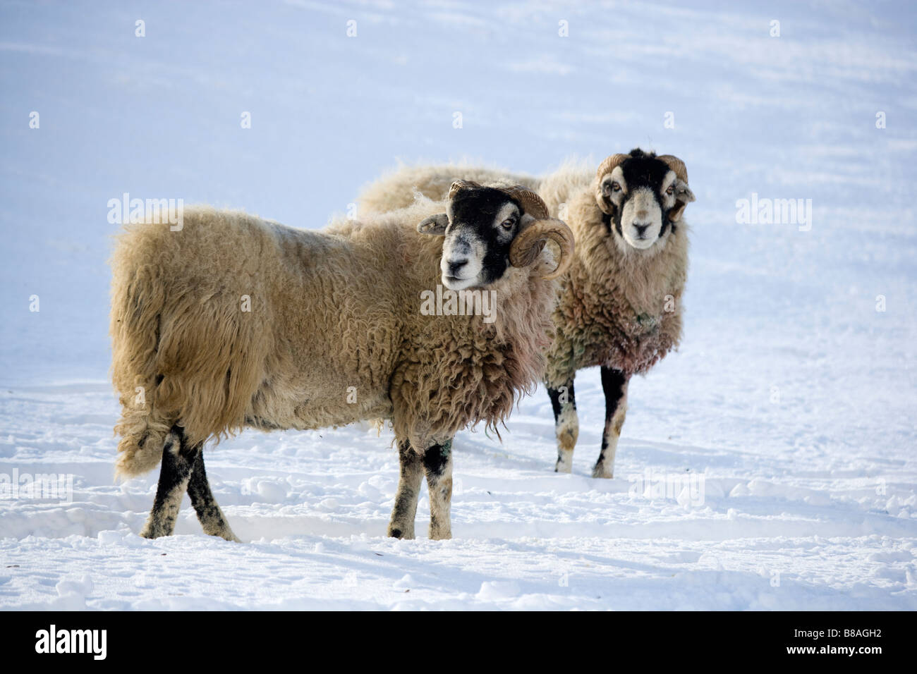 Swaledale ewes hi-res stock photography and images - Alamy