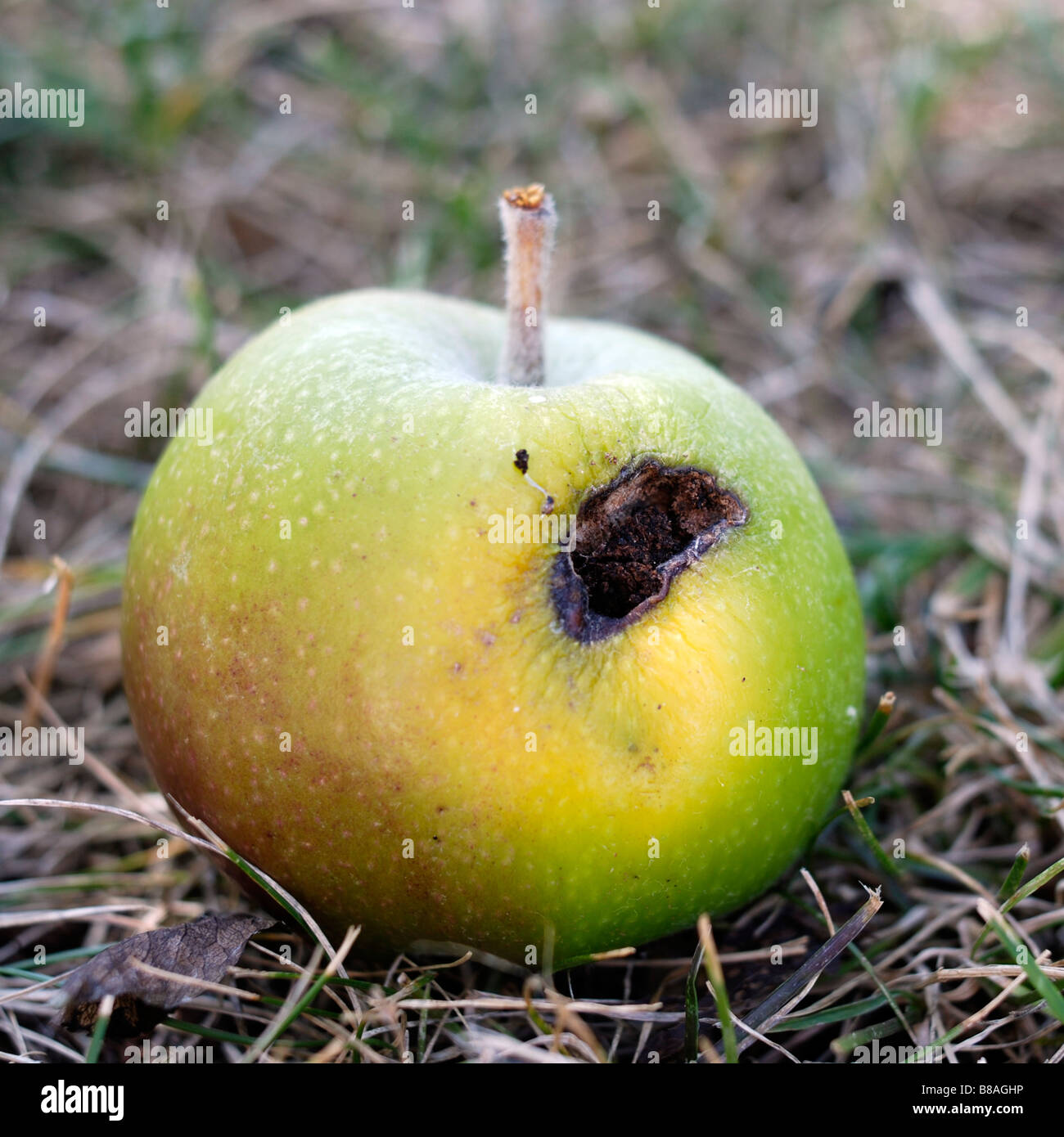 Apple ruined by codling moth damage Stock Photo - Alamy