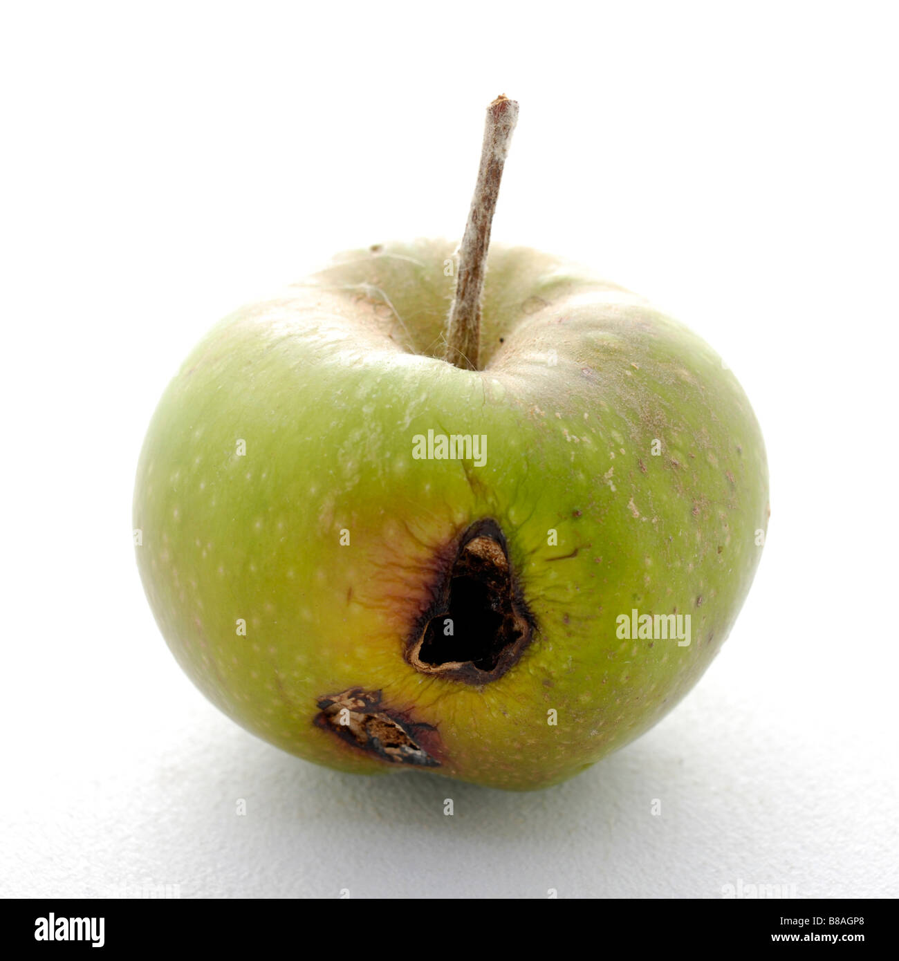 Codling moth apple hi-res stock photography and images - Alamy