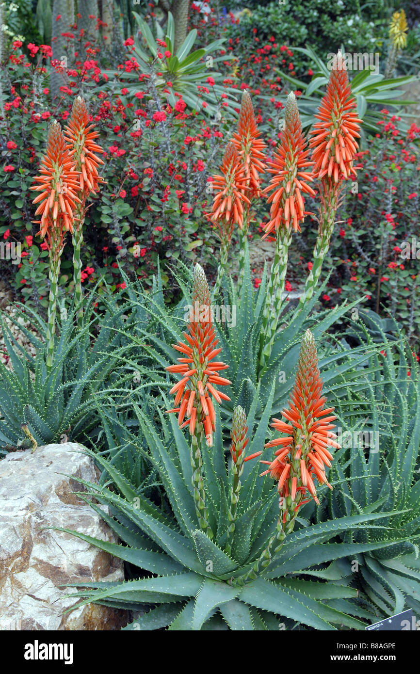 ALOE SPINOSISSIMA AT RHS WISLEY GARDEN UK Stock Photo - Alamy