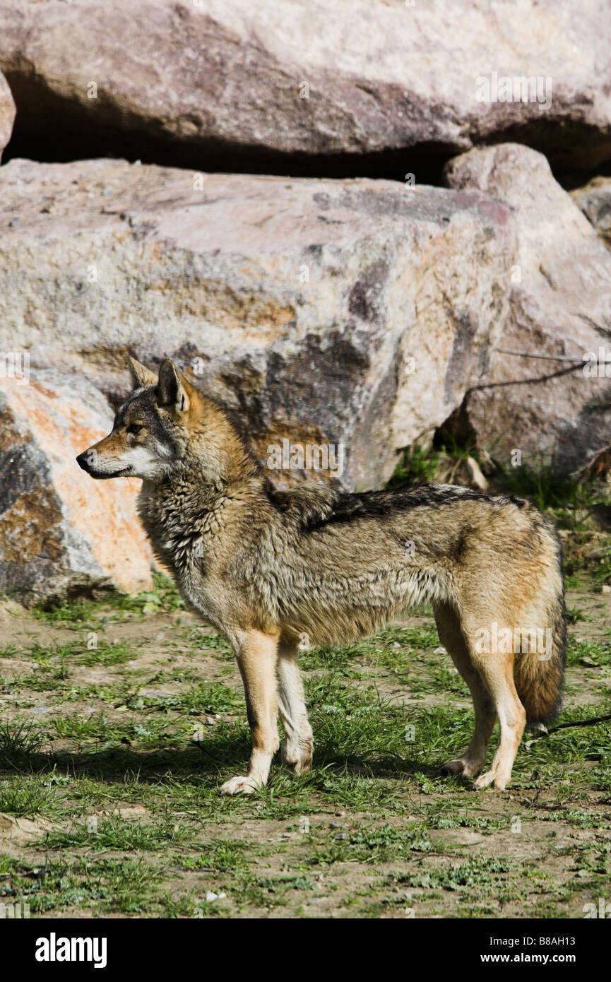 Gray wolf in zoo Stock Photo - Alamy