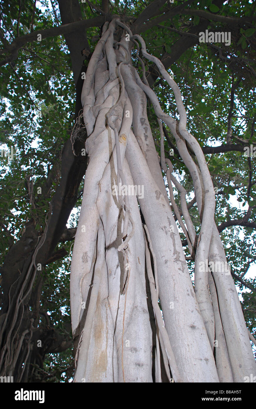 Banayan tree hi-res stock photography and images - Alamy