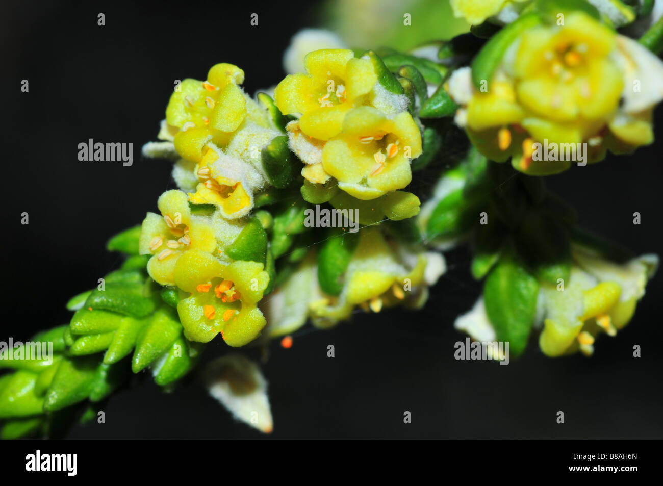 image of Greek shrub (Thymelaea hirsuta Stock Photo - Alamy