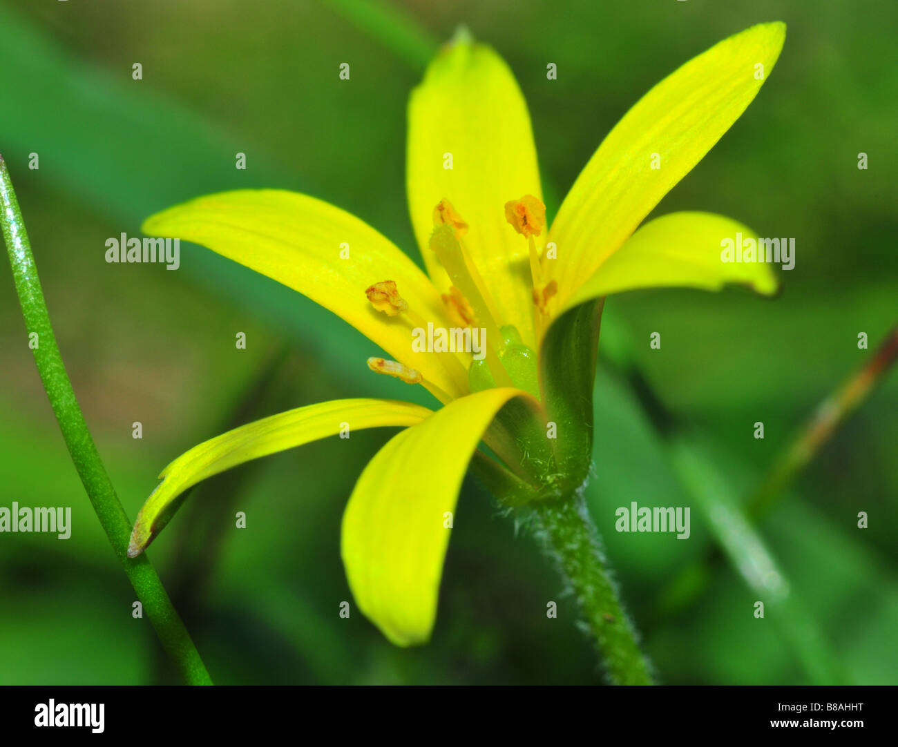closeup of greek wildflower Stock Photo - Alamy
