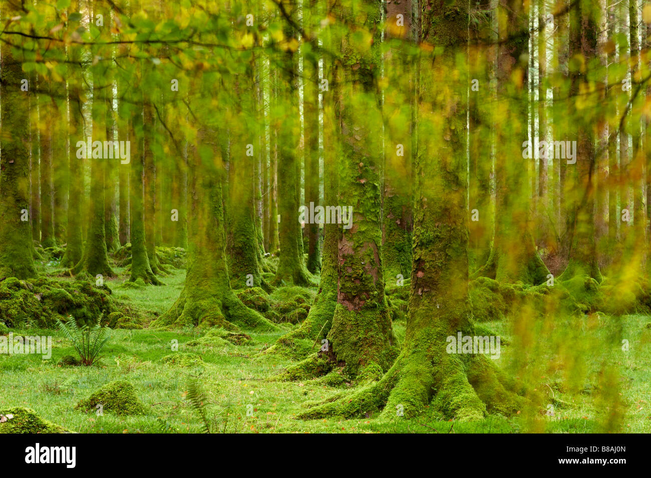 pine trees, Gougane Barra, County Cork, Ireland Stock Photo - Alamy