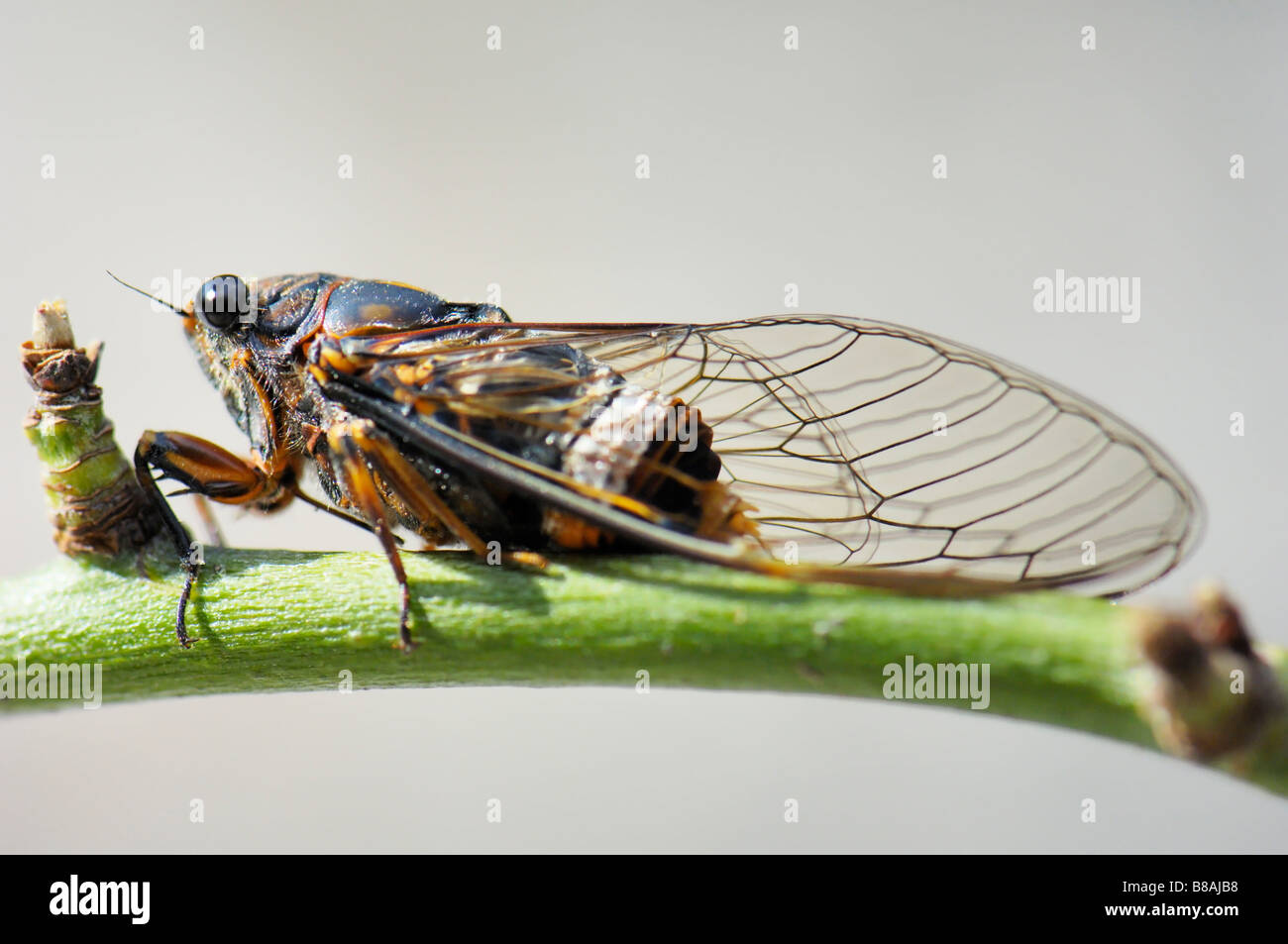 Cicadas australia hi-res stock photography and images - Alamy