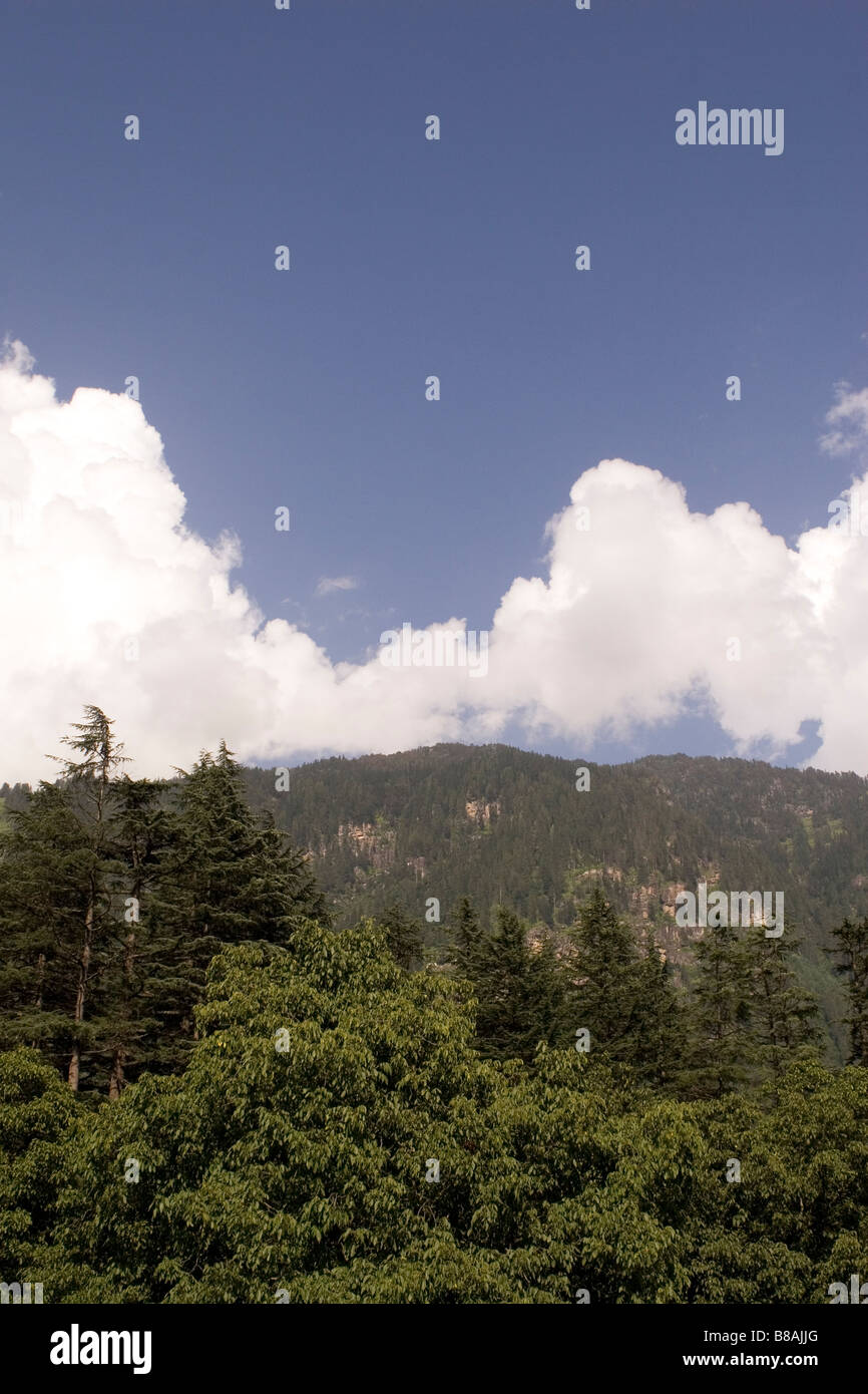 Trees forest manali himachal india hi-res stock photography and images ...