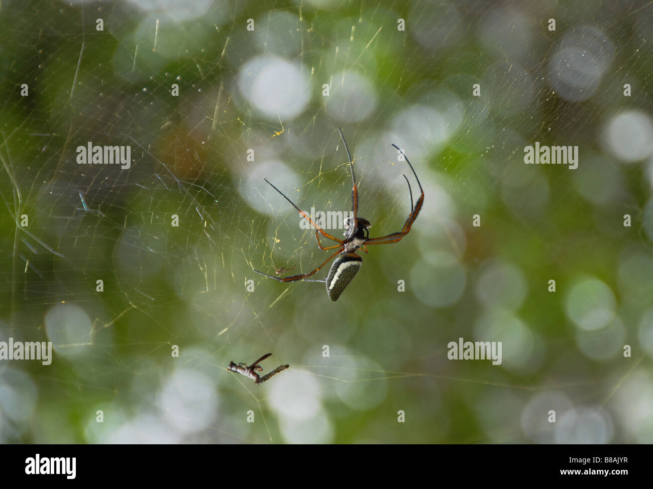 Rainforests of venezuela hi-res stock photography and images - Alamy