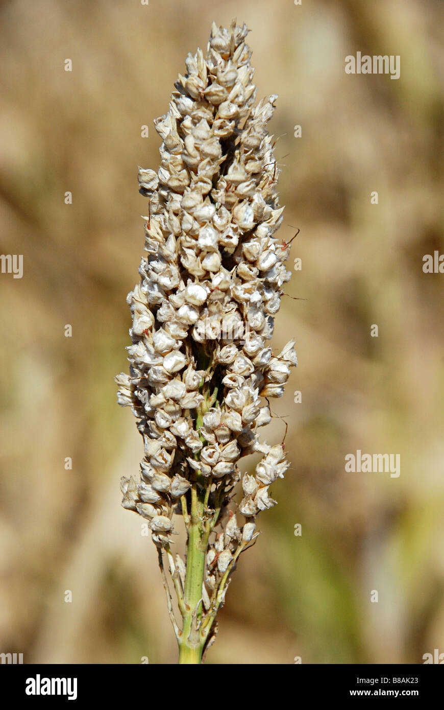 Jejuri maharashtra india hi-res stock photography and images - Alamy