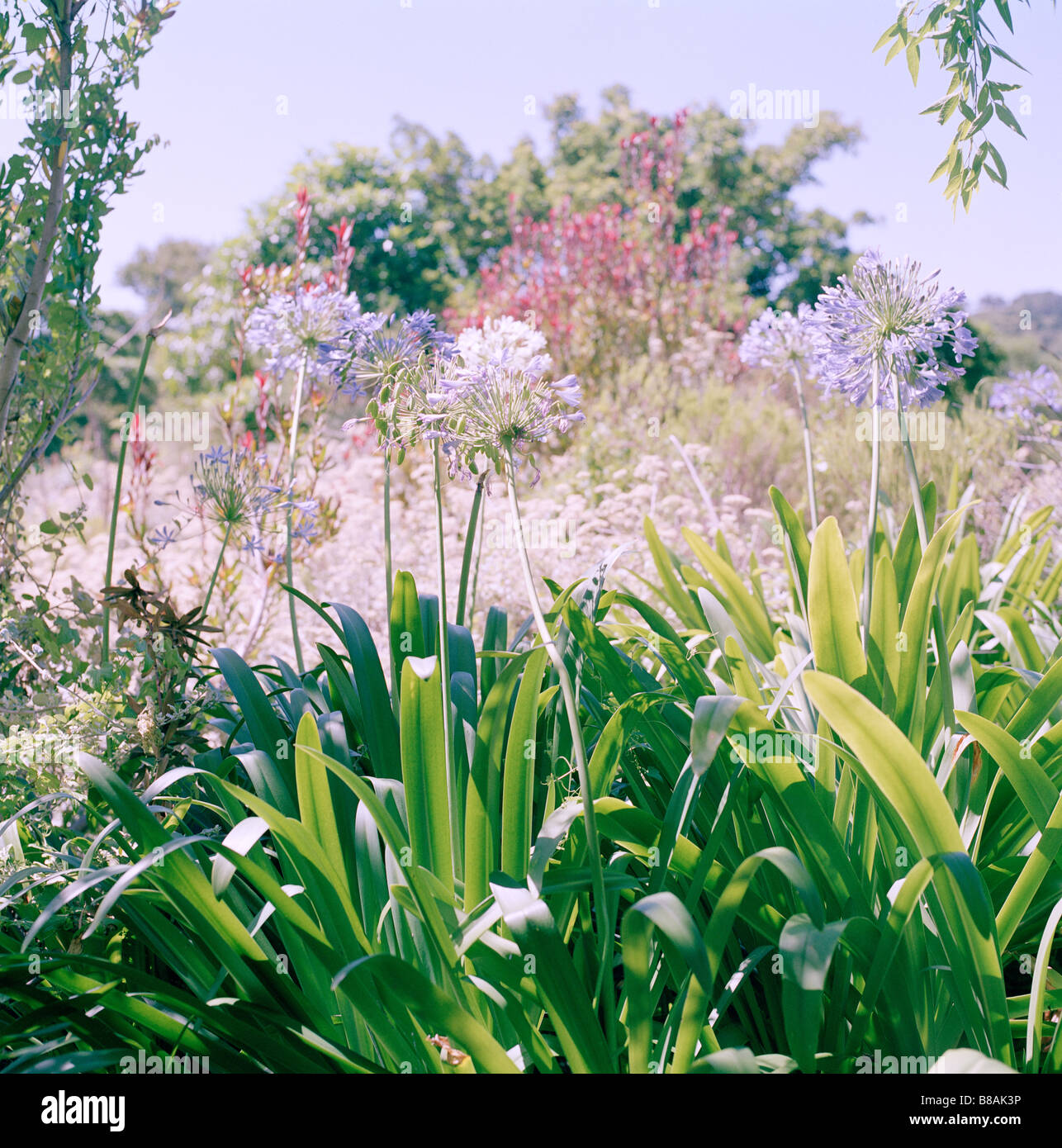 Sub saharan african flower hi-res stock photography and images - Alamy