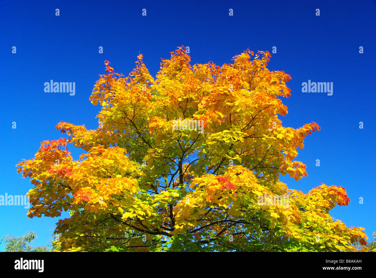 Ahorn baum hi-res stock photography and images - Alamy