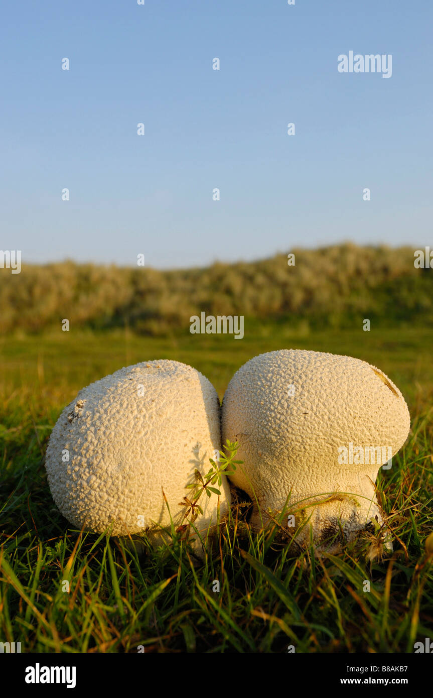 Mosaic puffball hi-res stock photography and images - Alamy