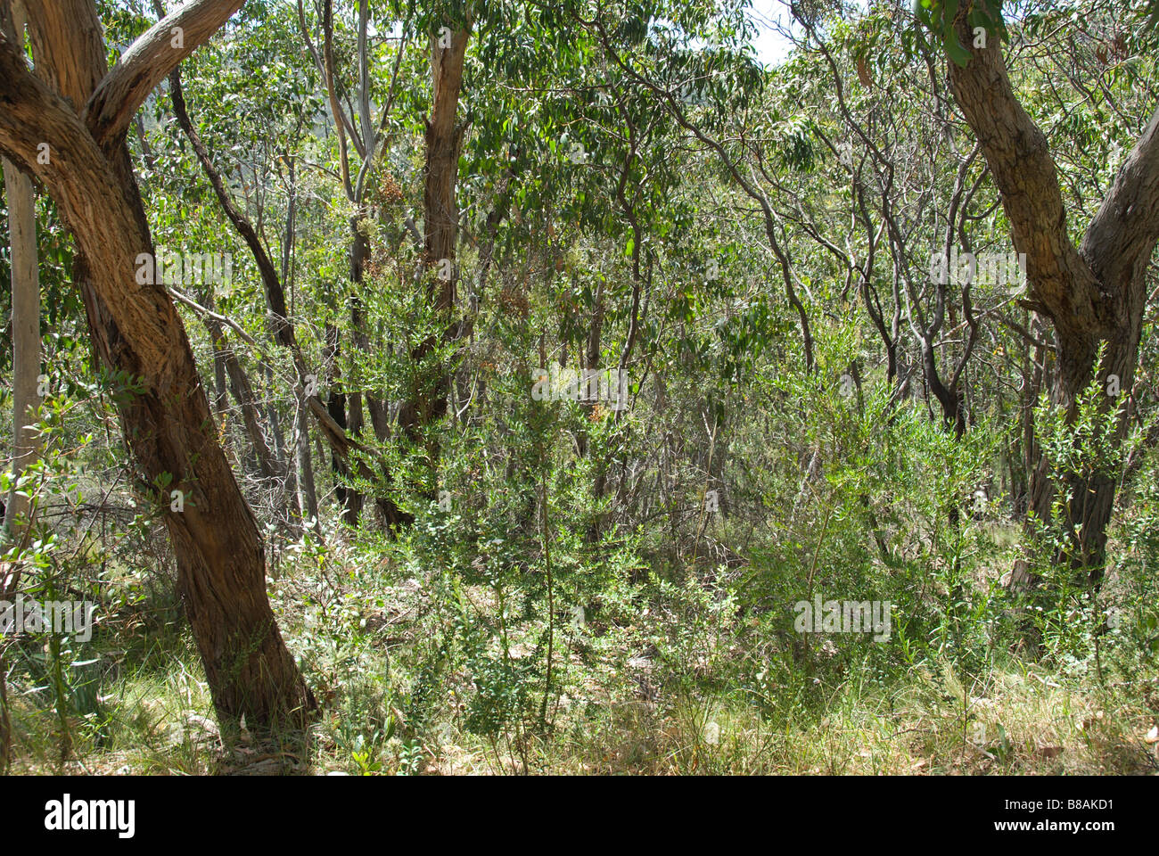 Australian Bush, Adelaide Hills Stock Photo - Alamy
