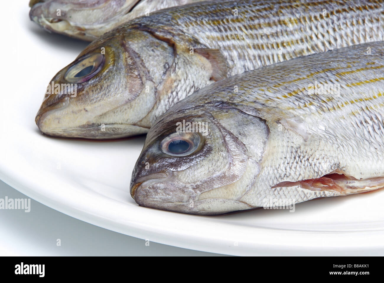 Dorade Gilt head bream 13 Stock Photo - Alamy
