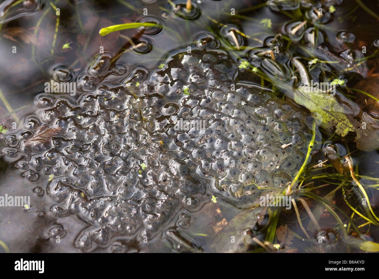 frogs spawn in a garden pond in winter Stock Photo - Alamy