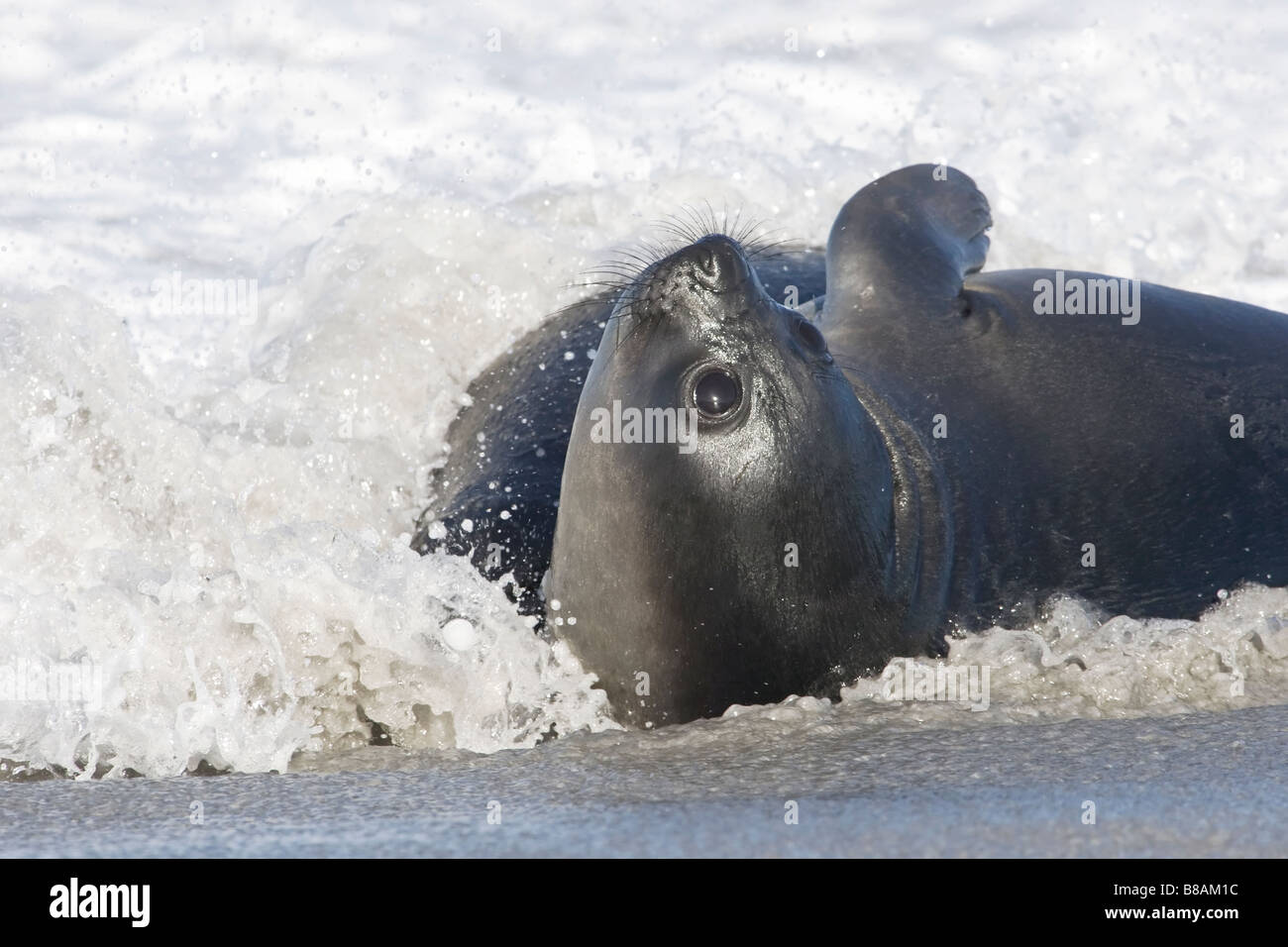 Baby elephant seal in water hi-res stock photography and images - Alamy