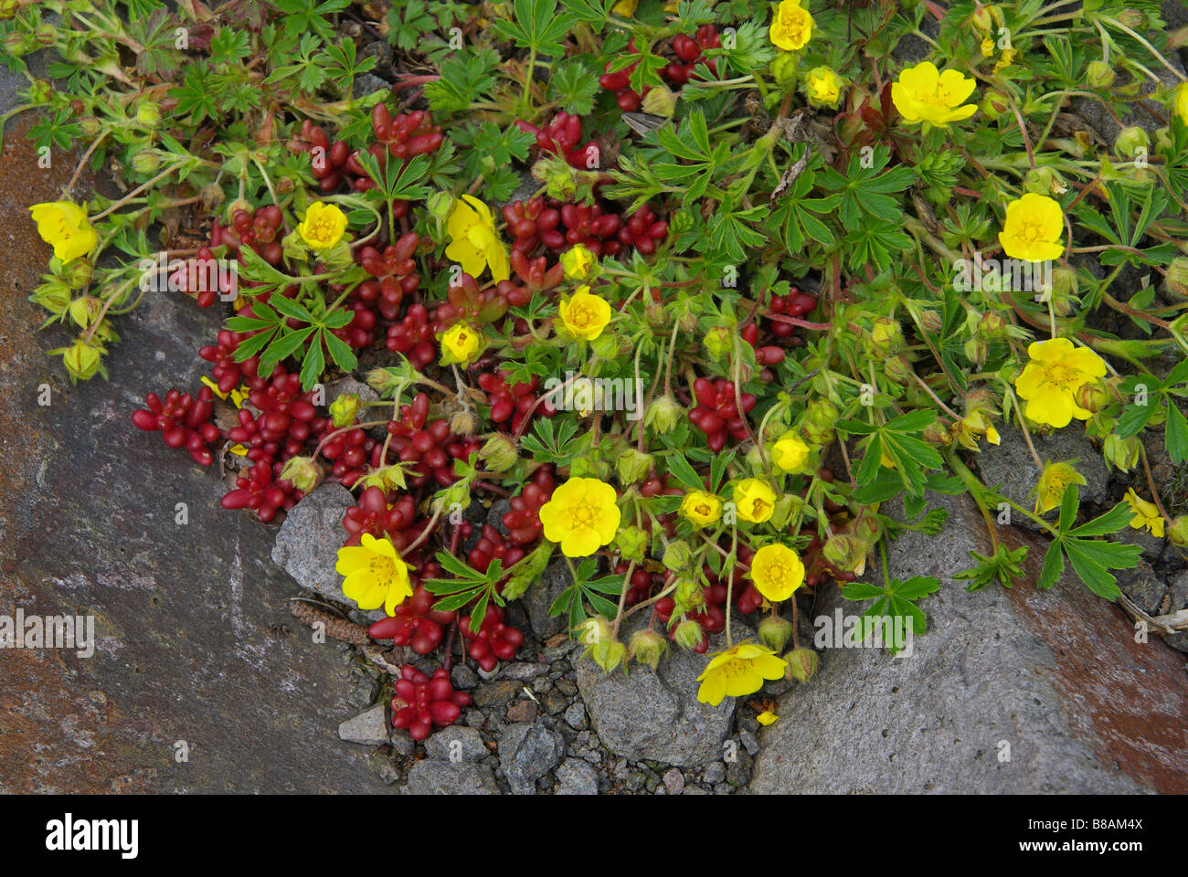 Buttercup bush hi-res stock photography and images - Alamy