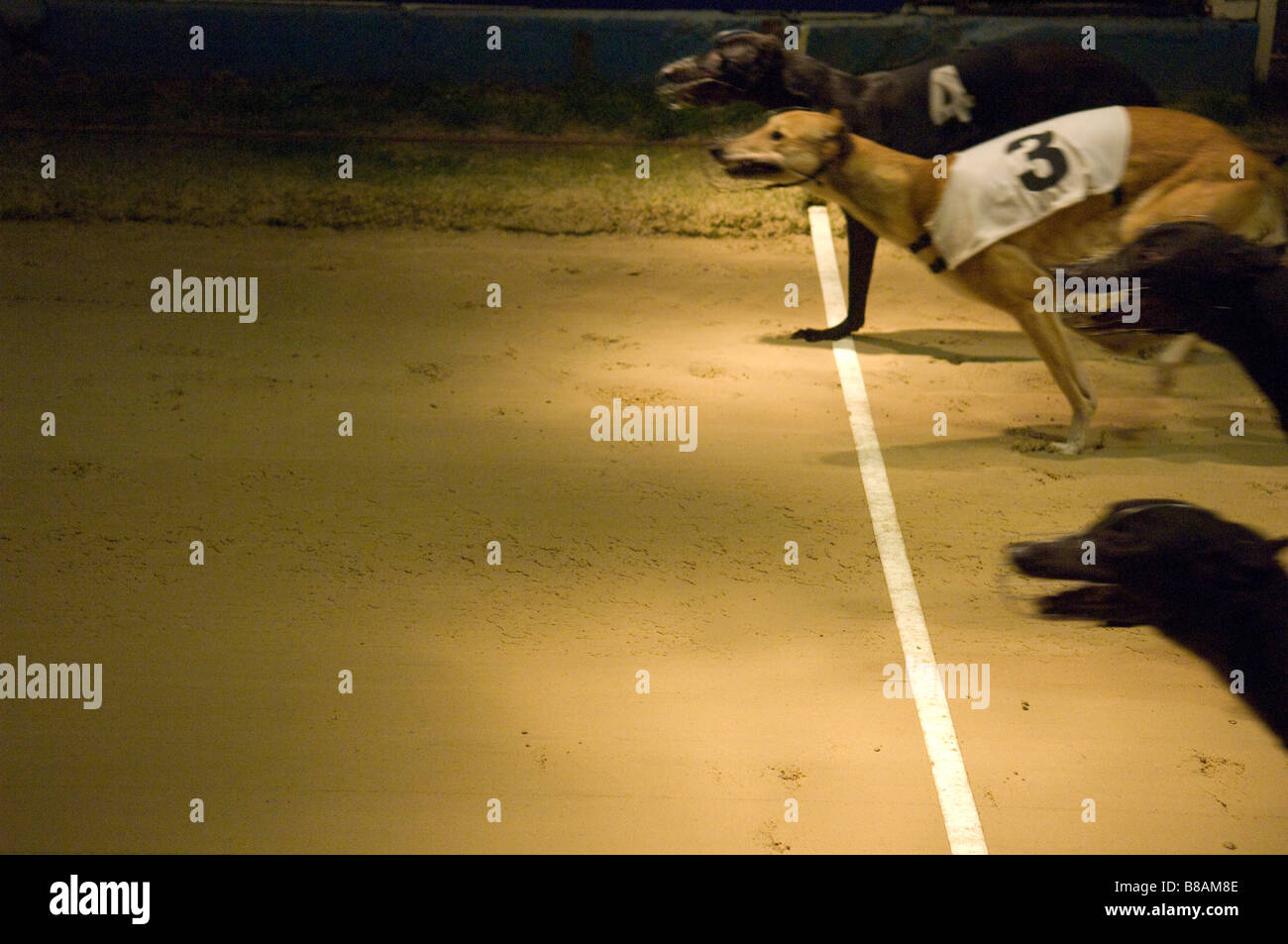 Greyhound dog hi-res stock photography and images - Alamy