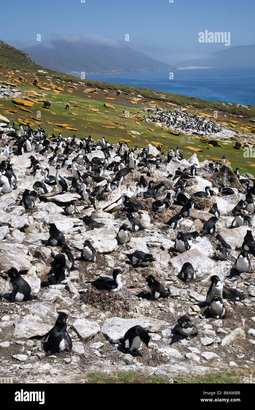 Mixed nesting colony hi-res stock photography and images - Alamy