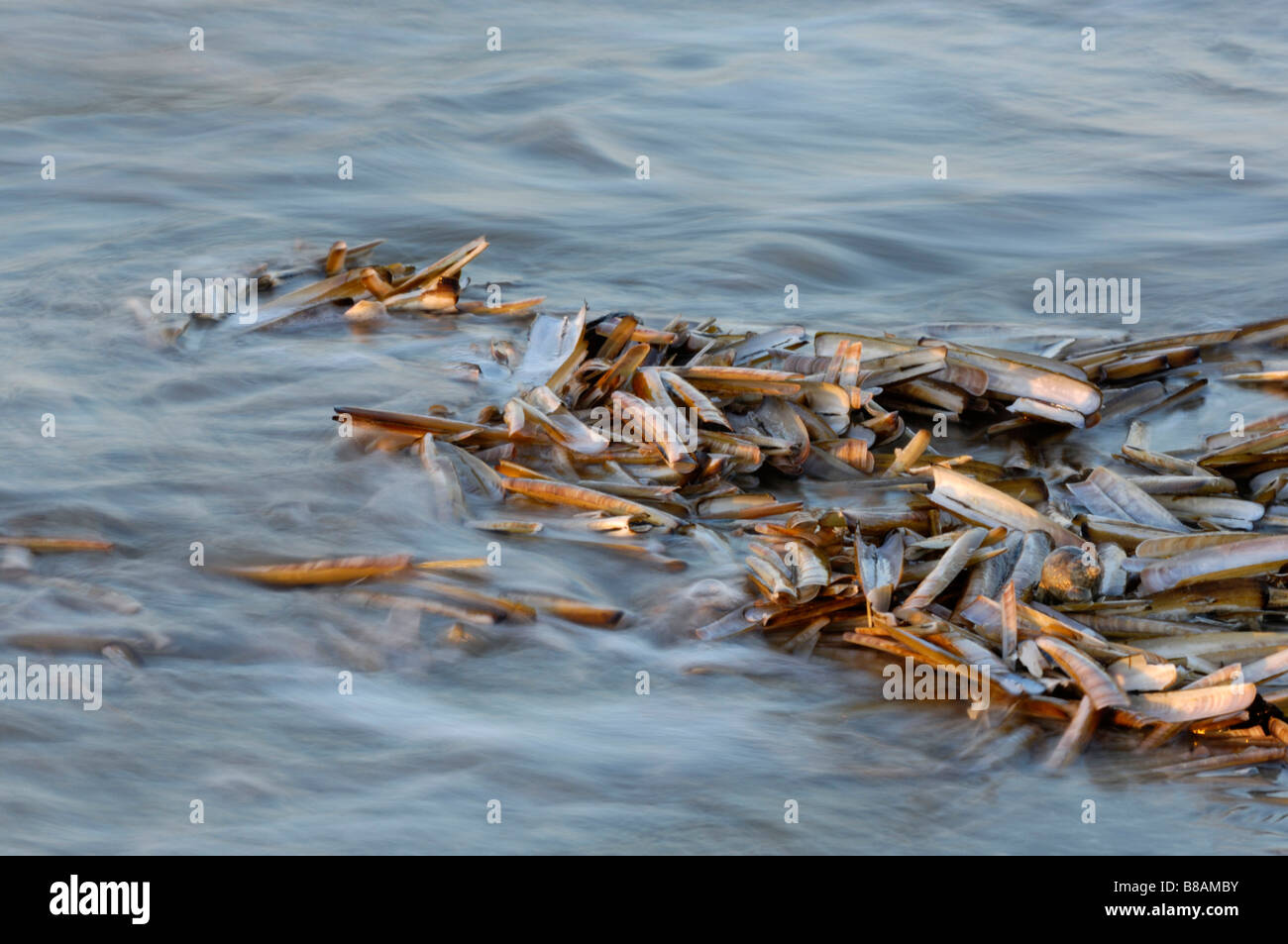 Common Razor Clam / Sword Razor Stock Photo - Alamy